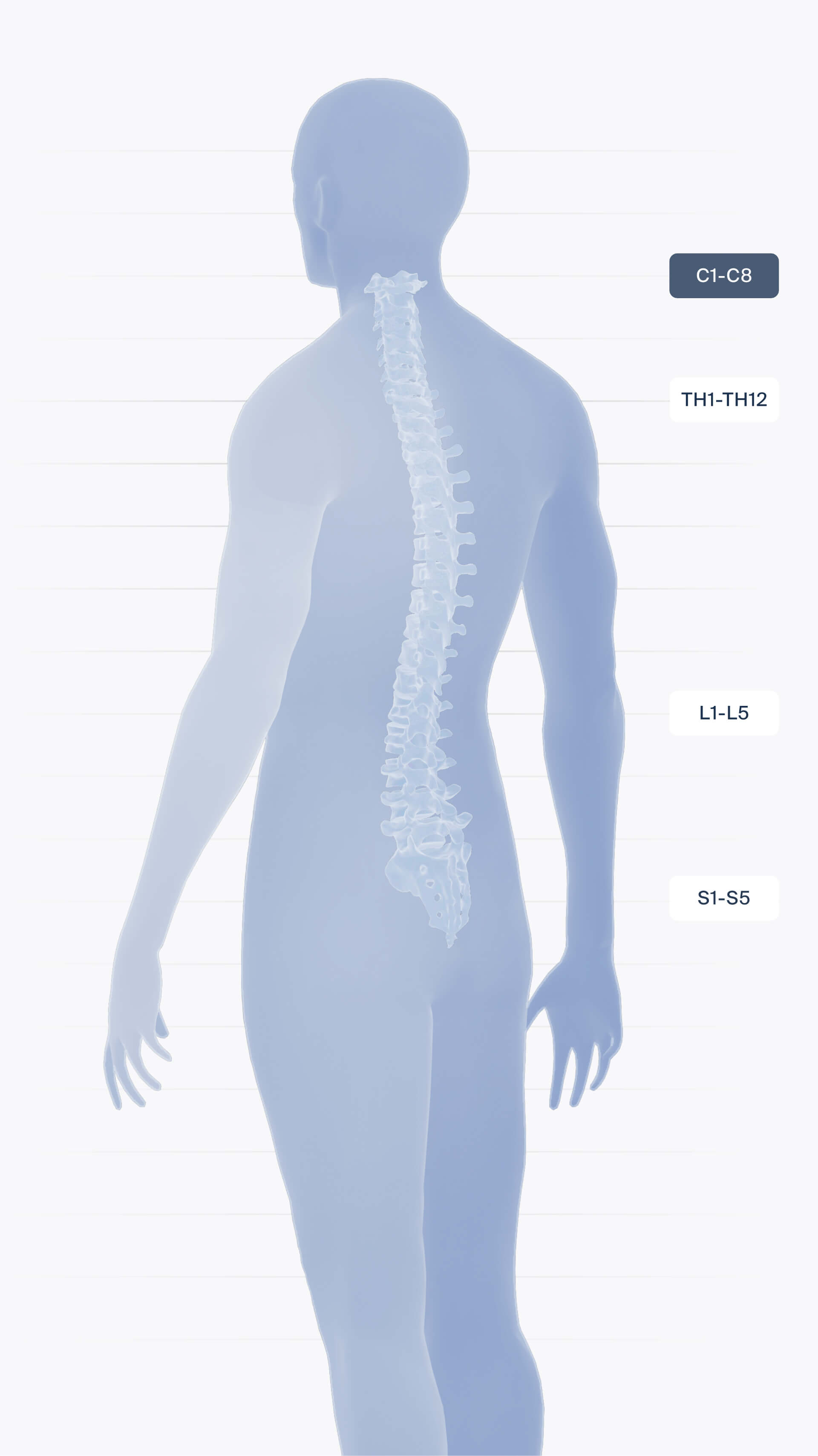 Human Spinal Cord Picture C1 To S5 Vertebrae